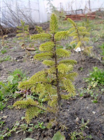 smrek východný.jpg :: Stromceky-lovasz.sk