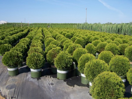 litle giant 3.JPG :: Stromceky-lovasz.sk